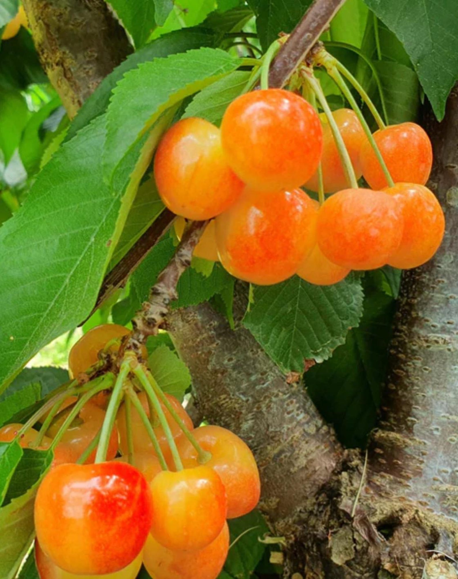 Rainier Cherry 7 Cuttings(non Rooted), Scion for Grafting - Etsy