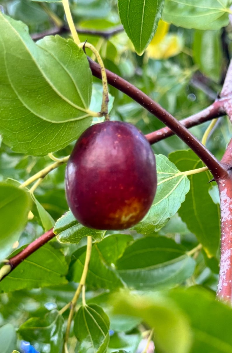 Jujube Li Non Rooted Green 5 Cuttings for Grafting - Etsy