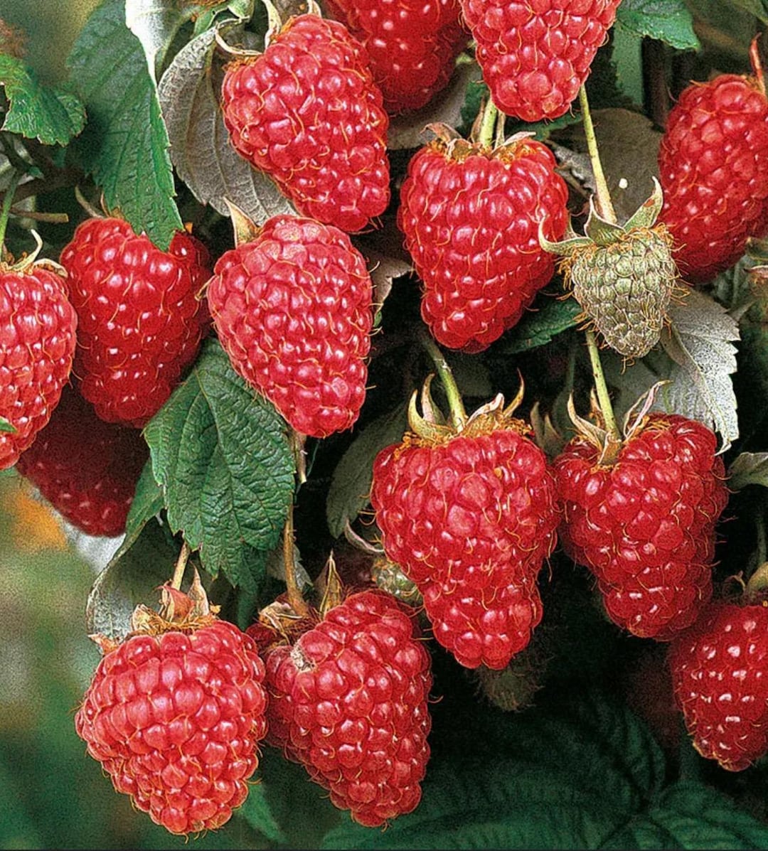 Heritage Red Raspberry 6 Non-rooted Cuttings for Propagation - Etsy