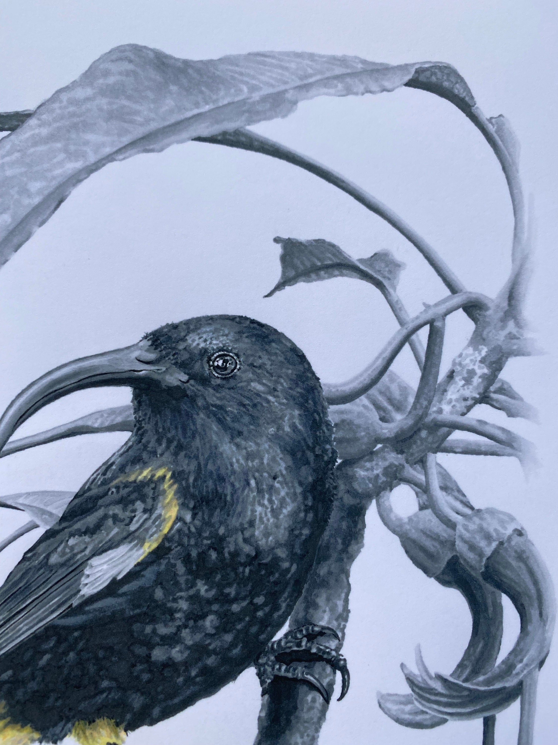 Hawaii Mamo, Extinct Honeycreeper Wall Art, 11x14 Giclee Art Print ...