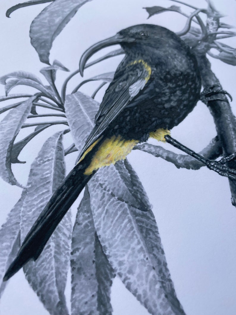 Hawaii Mamo, Extinct Honeycreeper Wall Art, 11x14 Giclee Art Print ...