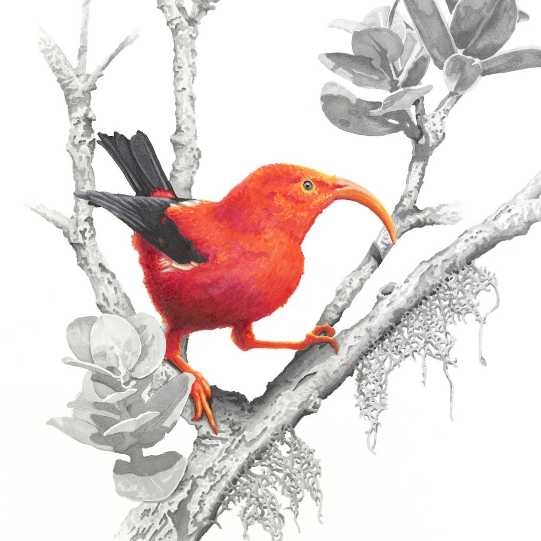 I’iwi Hawaiian Honeycreeper Wall Art Giclee Print 11x14 - Etsy