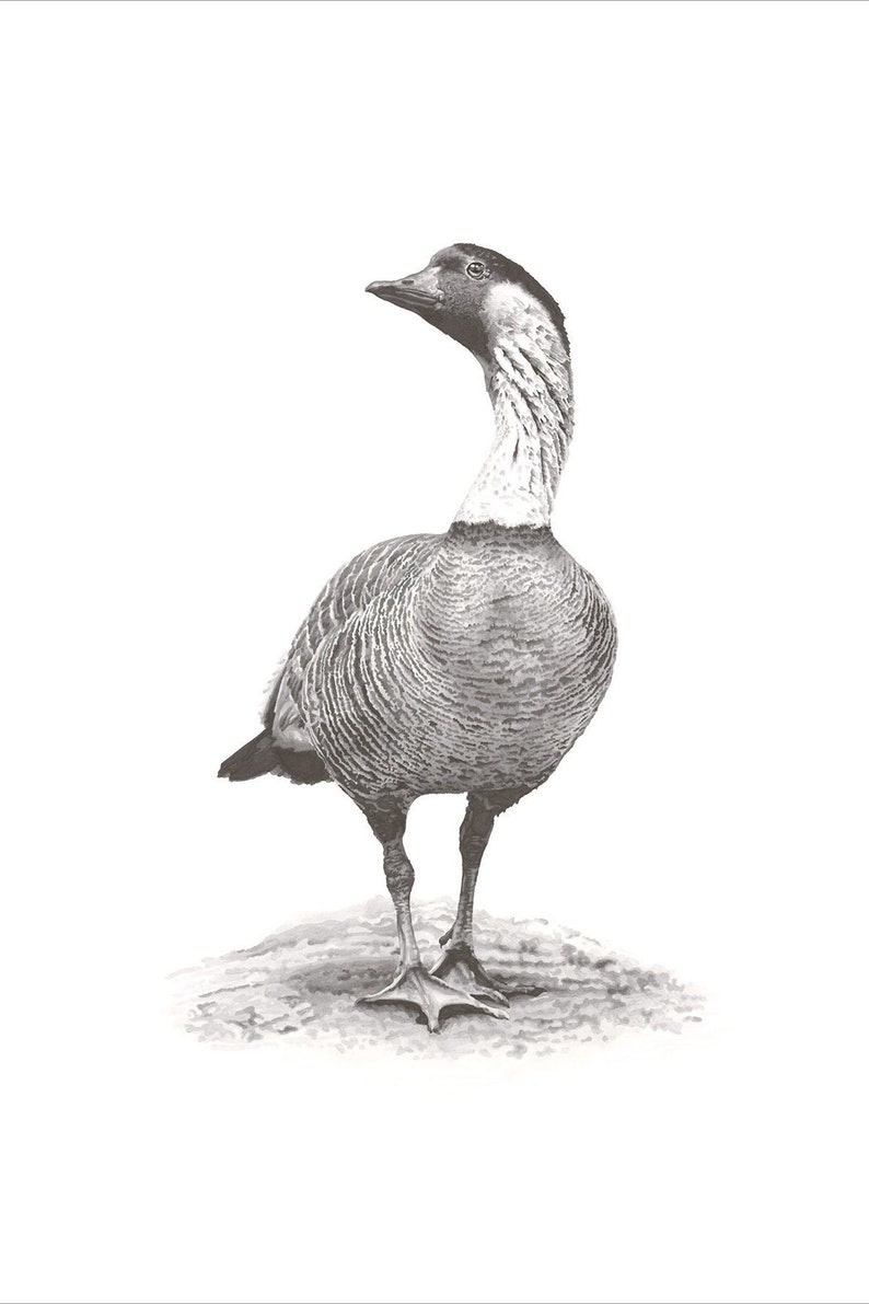 Nene, Hawaiian Goose, Bird Art Wall Art Giclee, 11x14” and 18x24” - Etsy