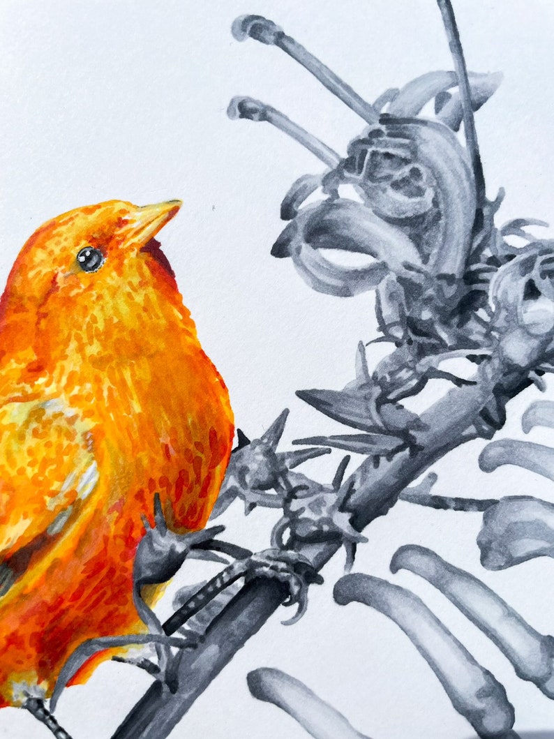 Akepa Hawaiian Honeycreeper Wall Art 11x14 Print - Etsy