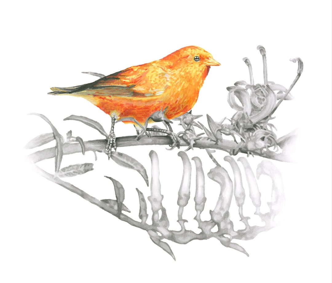 Akepa Hawaiian Honeycreeper Wall Art 11x14 Print - Etsy