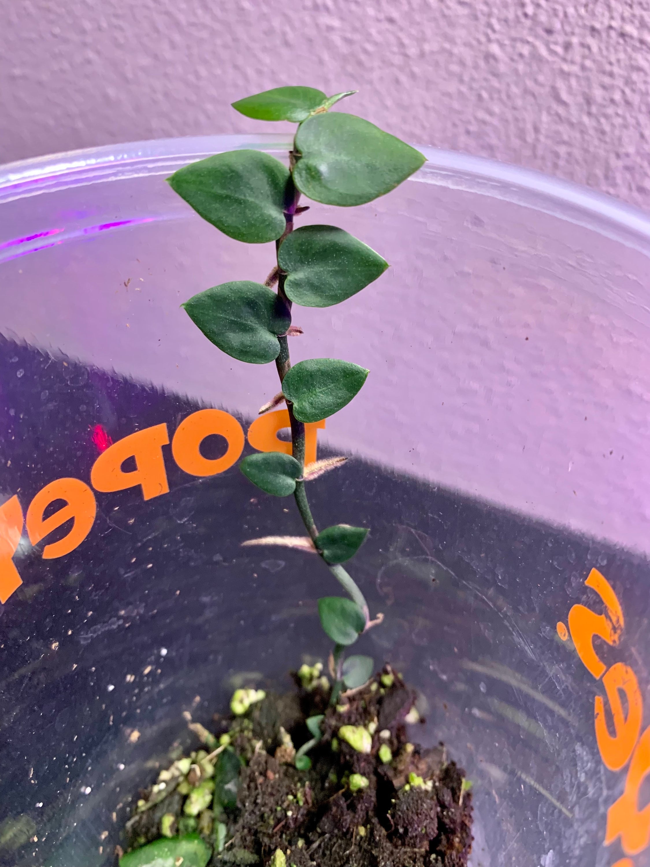 Rhaphidophora Hayi shingle Vine - Etsy