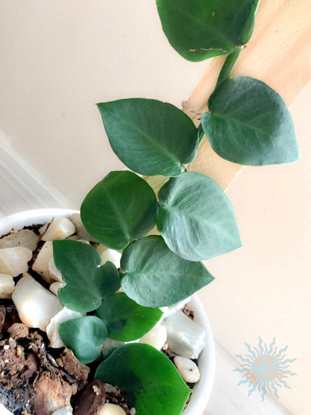 Rhaphidophora Hayi shingle Vine - Etsy