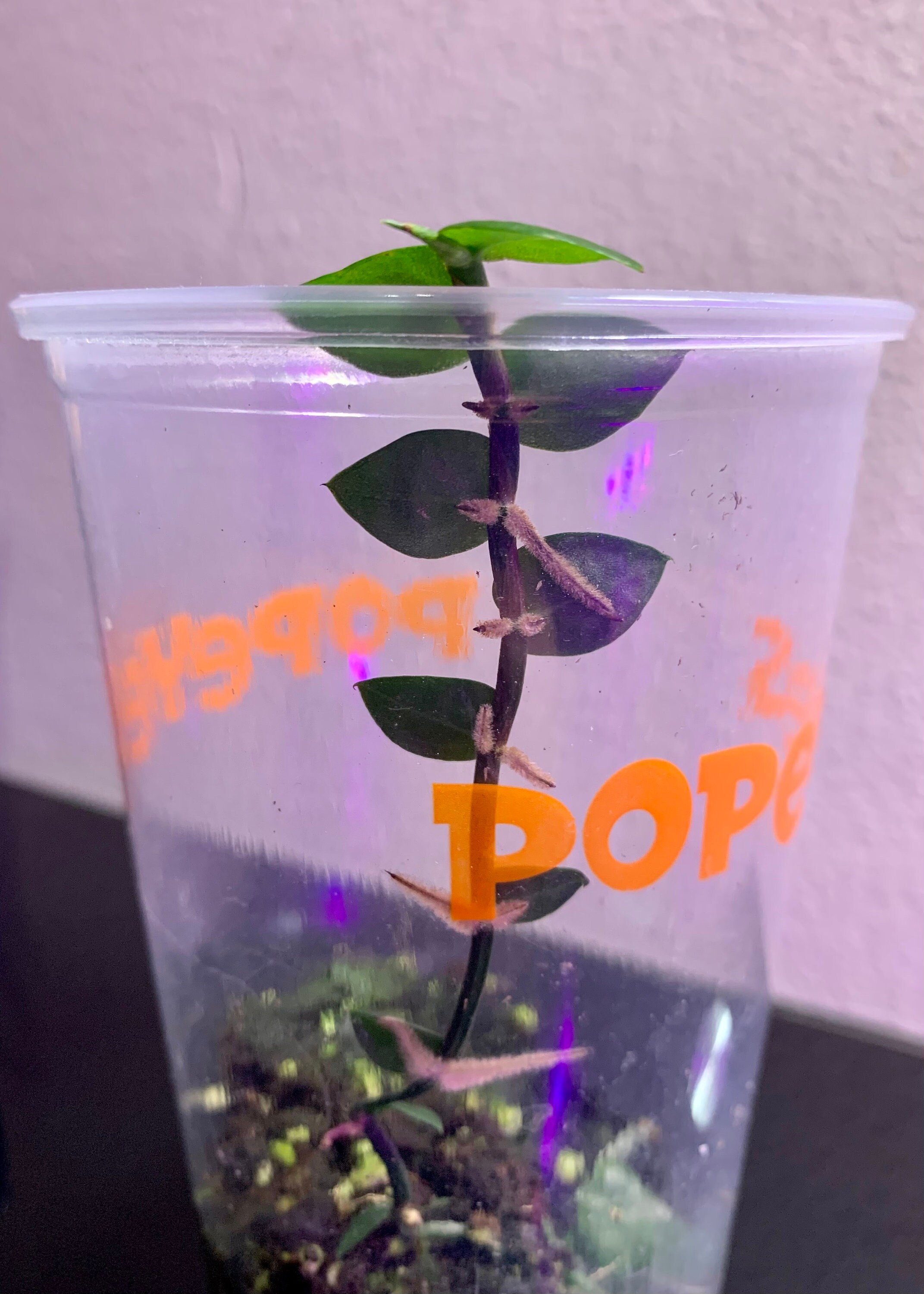 Rhaphidophora Hayi shingle Vine - Etsy