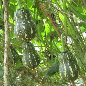 Striped Butternut Squash Seeds,hạt Giống Bí Hạt Đậu F1 - NON-GMO - Etsy