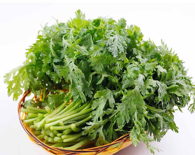 Rau Tần Ô-cải Cúc + Medium Serrated Tong Ho Seeds; 中切葉茼蒿 4oz Tong Ho ...