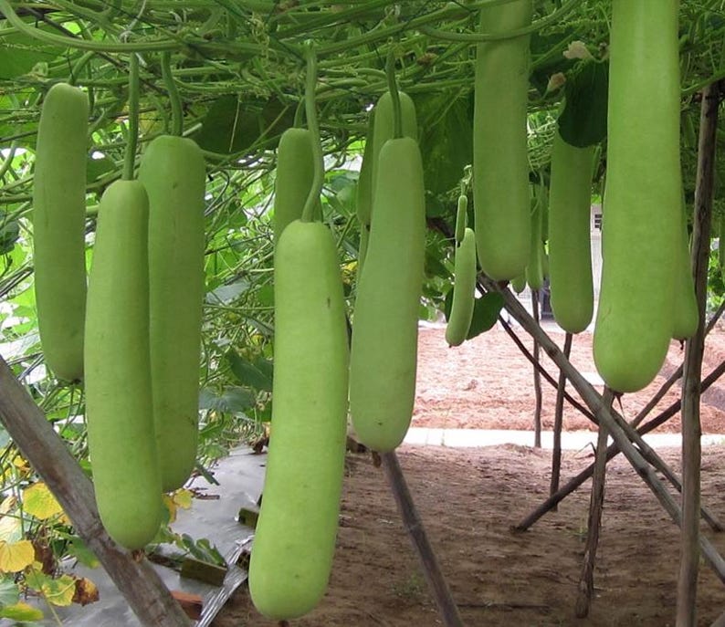 Long Bottle Gourd Seeds | Calabash Gourd, F1 | NON-GMO - Etsy