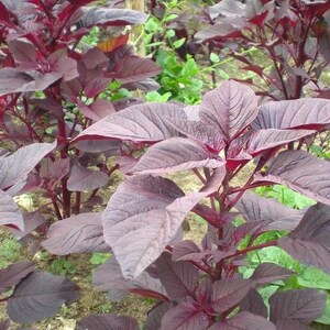 Red Amaranth Seeds, Heirloom, Non-gmom Chinese Spinach Asian Leafy ...