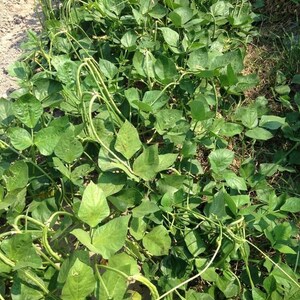 Bush Long Bean Seeds, Đậu Đũa Bụi Ngọt, Non-gmo Asian Green Bean ...