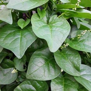 Green Malabar Spinach Seeds | Mong Toi Alugbati Poi Saag | Ceylon Asian ...