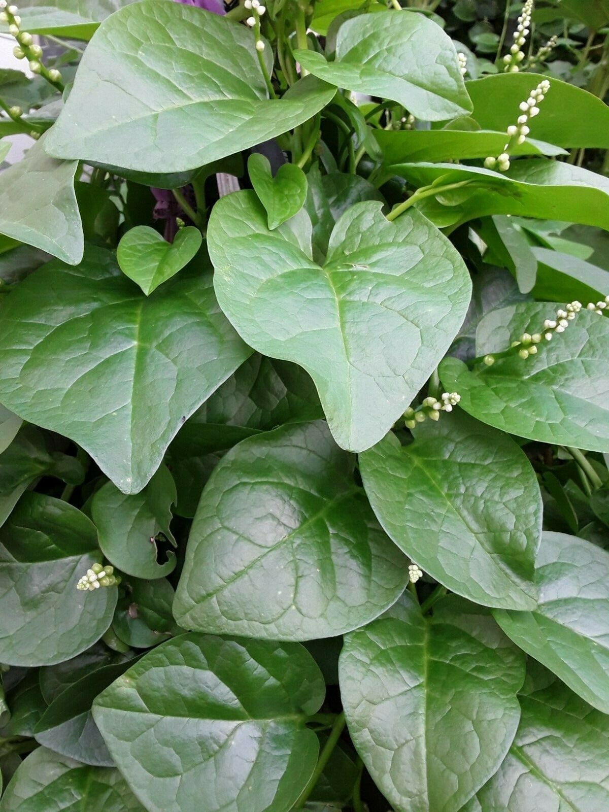 Organic Green Stem Malabar Spinach Alugbati Mong Toi Poi Sang - Etsy
