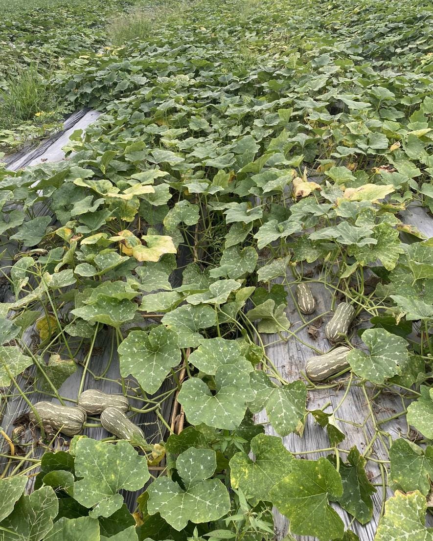 Striped Butternut Squash Seeds,hạt Giống Bí Hạt Đậu F1 - NON-GMO - Etsy