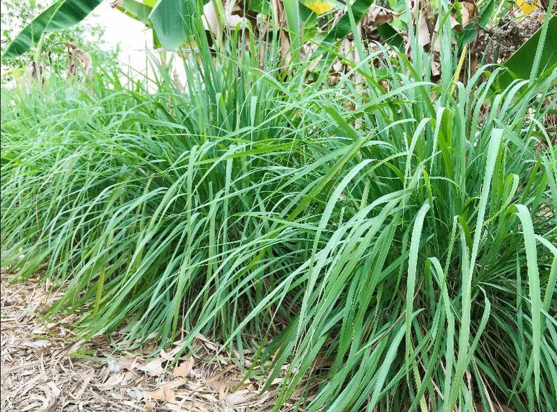 West Indian Lemongrass Seeds | Natural Mosquito Repellent | Fresh Non ...