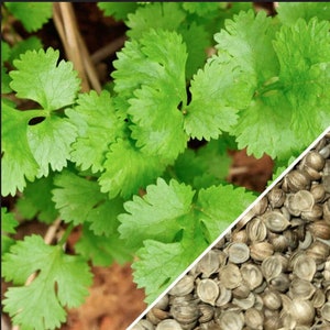 ORGANIC Slow Bolt Cilantro Seeds | Non-gmo | Fresh Garden Seeds Free ...