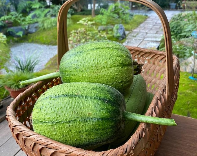 Green Stem Shanghai Bok Choy Seeds | Pak Choi Cabbage BIG SALE - Etsy