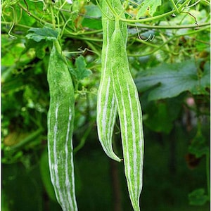 Snake Gourd Seeds (lặc Lày) – Heirloom Japanese Luffa, Edible Loofah ...