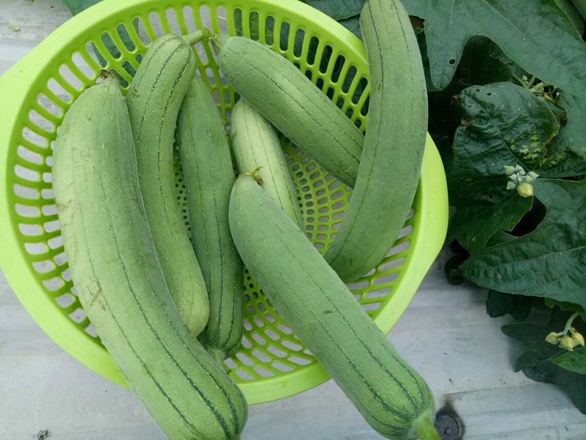 Vietnam Smooth Luffa Gourd Seeds; 特長絲瓜; Muop Huong; F1 Non-gmo,organic ...