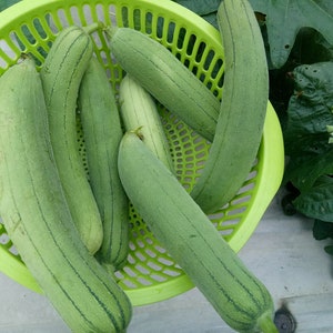 Vietnam Smooth Luffa Gourd Seeds; 特長絲瓜; Muop Huong; F1 Non-gmo,organic ...