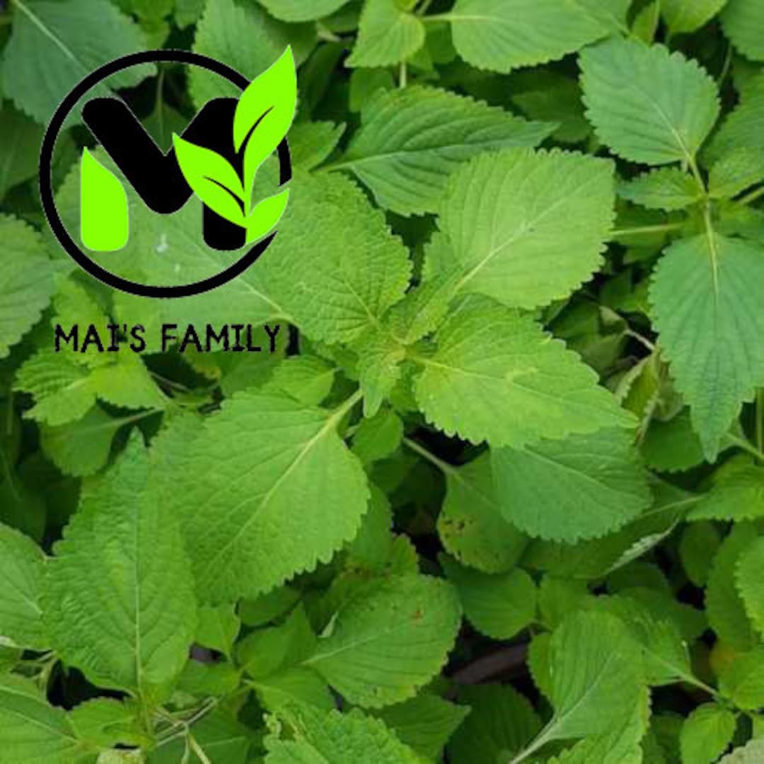 Vietnamese Balm Seeds, Balm Seeds, Hat Rau Kinh Gioi, Mint Easy to Grow ...