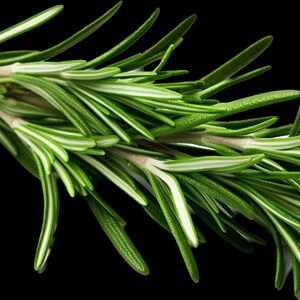 Rosemary Seeds Culinary Herb Perennial Shrub Non-gmo. Heirloom | Mai's ...