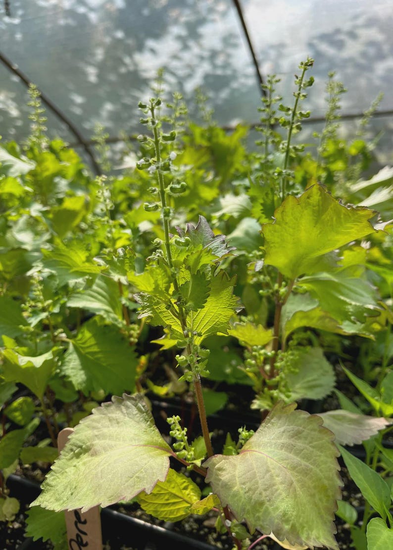 Korean Shiso Herb Seeds (perilla) – 70 Days – Warm Season Annual by Mai ...
