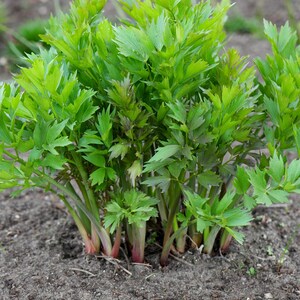 Lovage Seeds, Levisticum Officinale, Maggi Herb, NON-GMO by Mai's ...