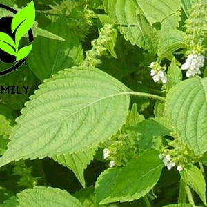Vietnamese Balm Seeds, Balm Seeds, Hat Rau Kinh Gioi, Mint Easy to Grow ...