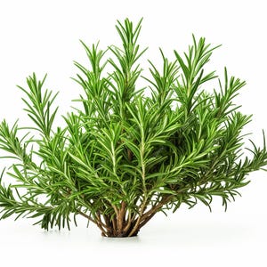 Rosemary Seeds Culinary Herb Perennial Shrub Non-gmo. Heirloom | Mai's ...