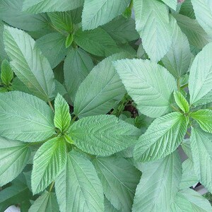 Molokhia - Egyptian Spinach Seeds,rau Day,saluyot, Jew Mallow,po ...