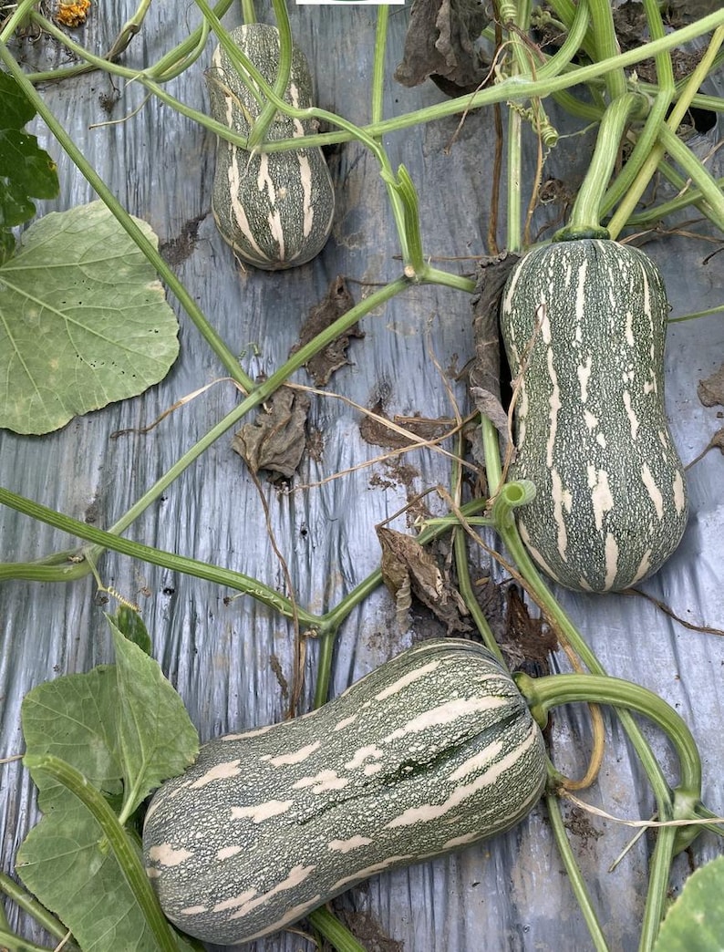 Striped Butternut Squash Seeds,hạt Giống Bí Hạt Đậu F1 - NON-GMO - Etsy
