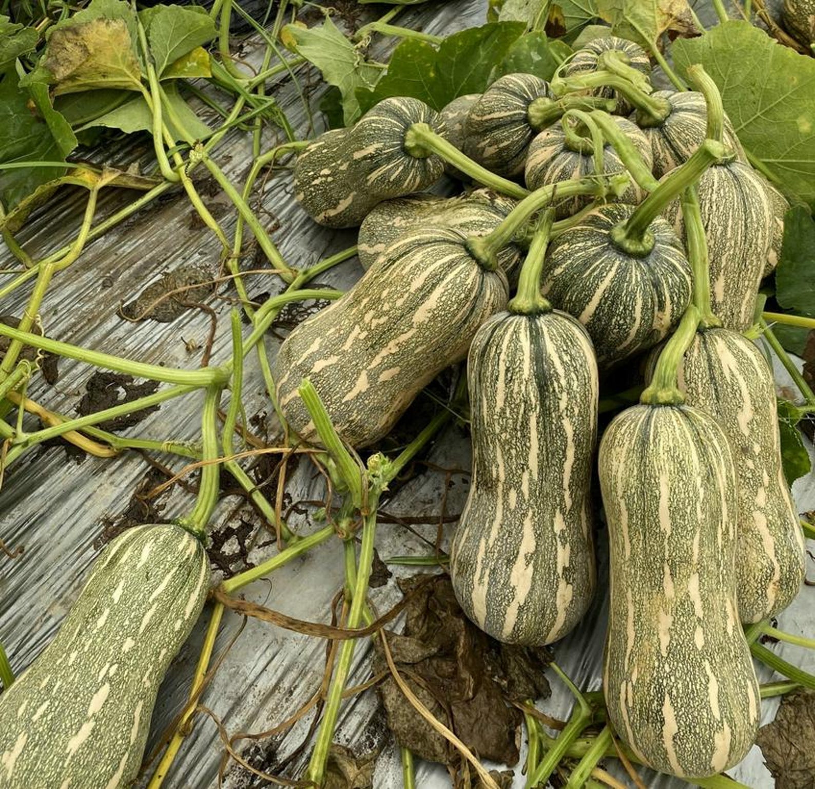Striped Butternut Squash Seeds,hạt Giống Bí Hạt Đậu F1 - NON-GMO - Etsy