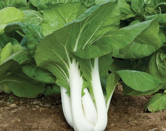 500 White Stem Baby Pak Choi Seeds, Nail Bai Cai, Dwarf Bok Choy, Asian ...