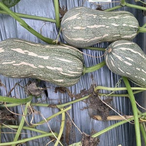 Striped Butternut Squash Seeds,hạt Giống Bí Hạt Đậu F1 - NON-GMO - Etsy