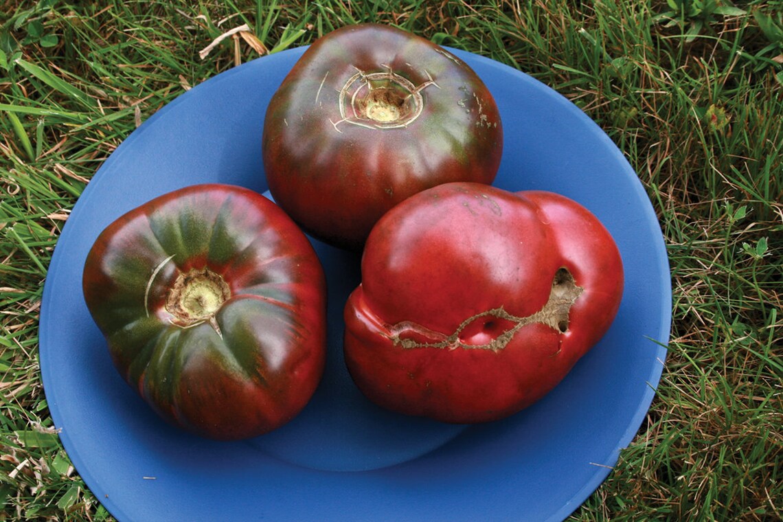 Cherokee Purple Tomato Seeds, Heirloom, NON-GMO, Free Ship - Etsy