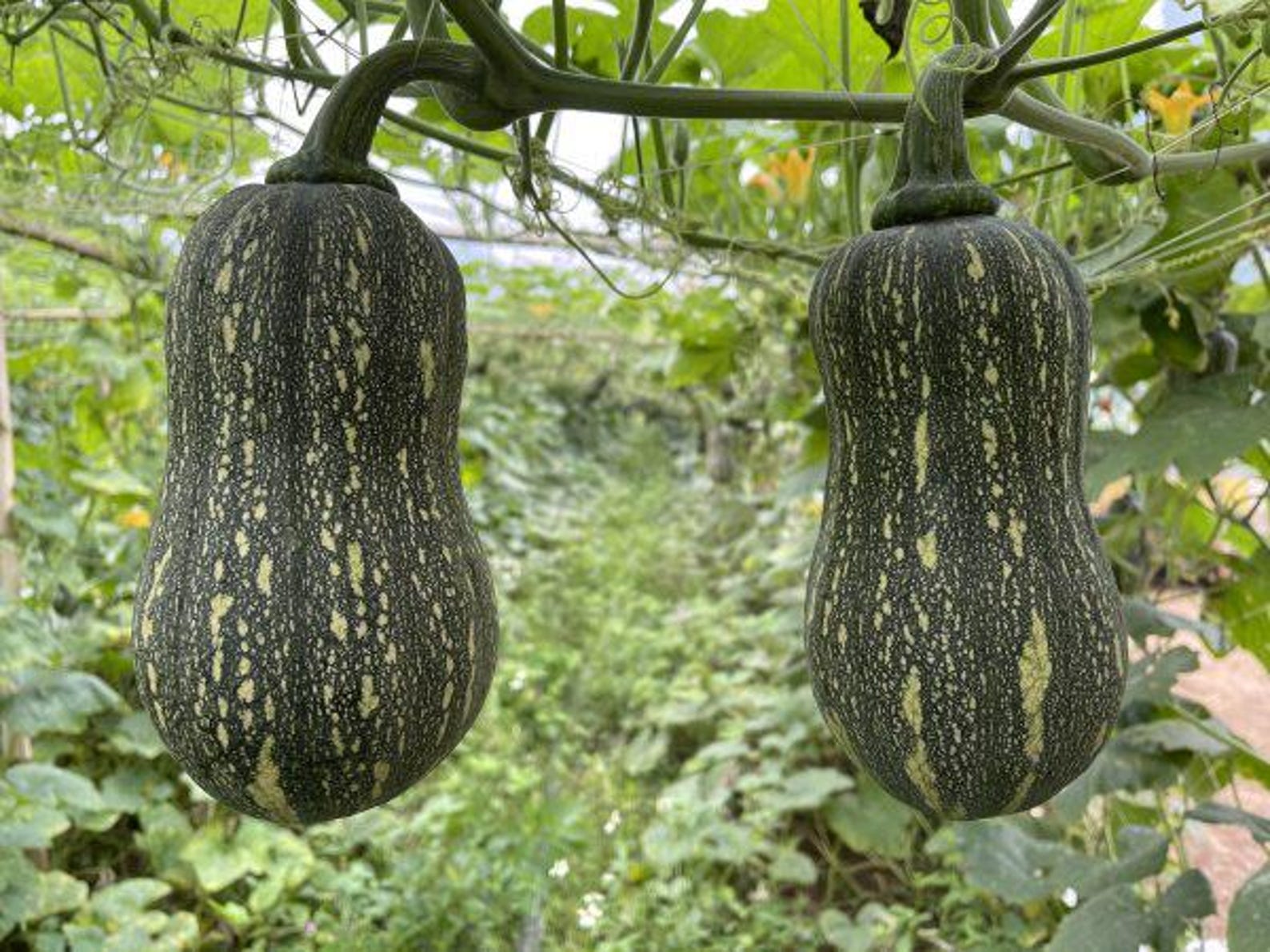 Striped Butternut Squash Seeds,hạt Giống Bí Hạt Đậu F1 - NON-GMO - Etsy