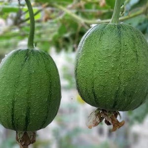 Apple Luffa Seeds - Muop Tao, Rare Heirloom Non-gmo Vegetable - Etsy
