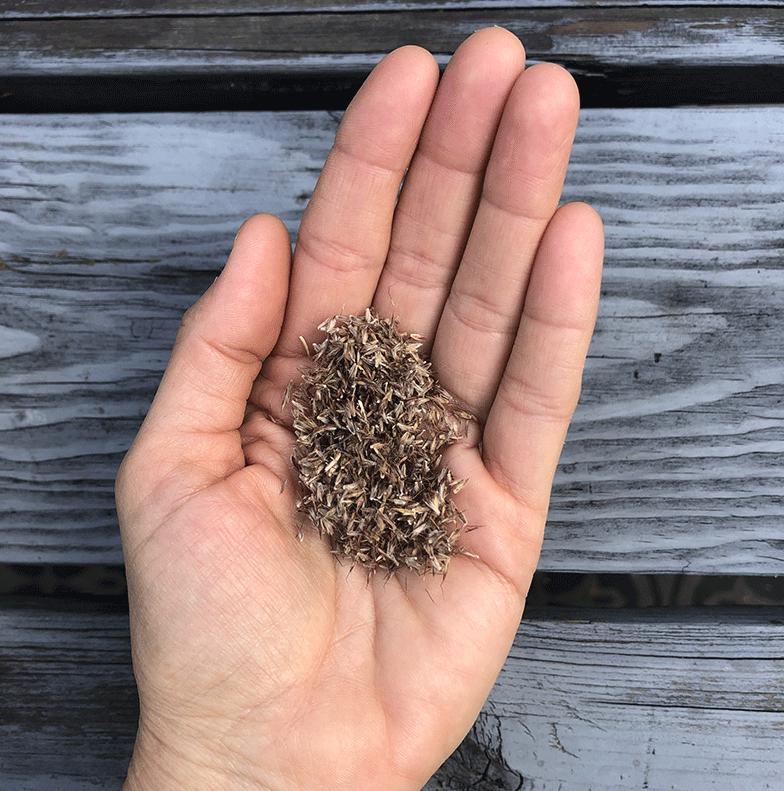 West Indian Lemongrass Seeds | Natural Mosquito Repellent | Fresh Non ...