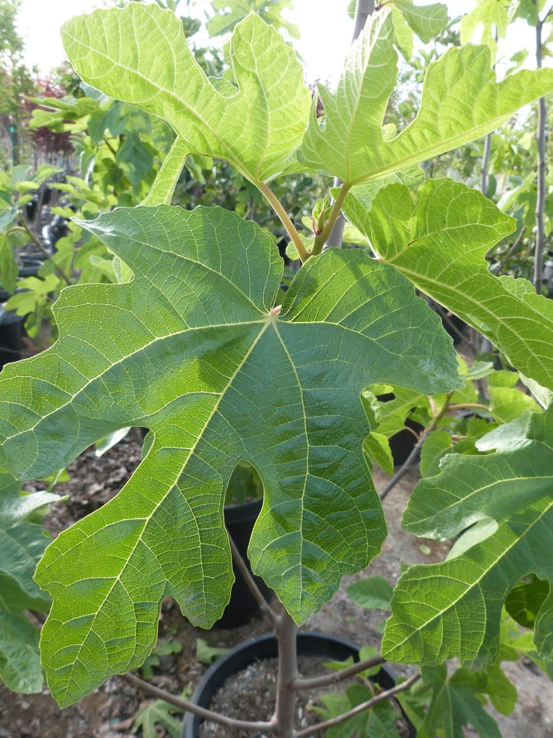Fig Tree Seeds - Ficus Carica, Heirloom Non-gmo - Etsy