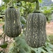 Striped Butternut Squash Seeds,hạt Giống Bí Hạt Đậu F1 - NON-GMO - Etsy