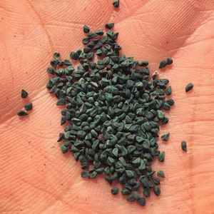 Molokhia - Egyptian Spinach Seeds,rau Day,saluyot, Jew Mallow,po ...