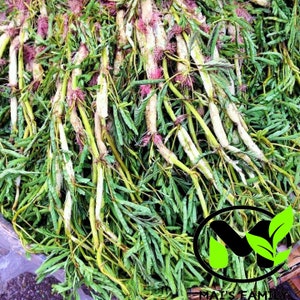 Water Mimosa Seeds, Hạt Rau Nhút (sensitive Plant), Neptunia Oleracea ...