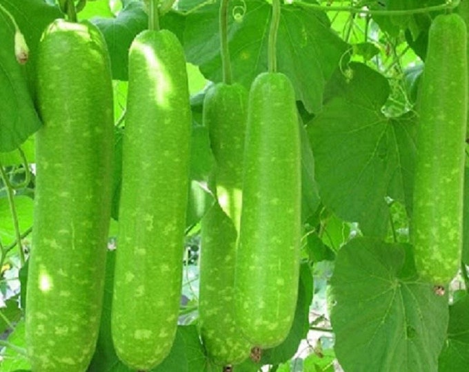 Vietnam Smooth Luffa Gourd Seeds; 特長絲瓜; Muop Huong; F1 Non-gmo,organic ...