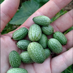 Mexican Sour Gherkin Cucumber Seeds - Melothria Scabra - Mouse Melon - Etsy