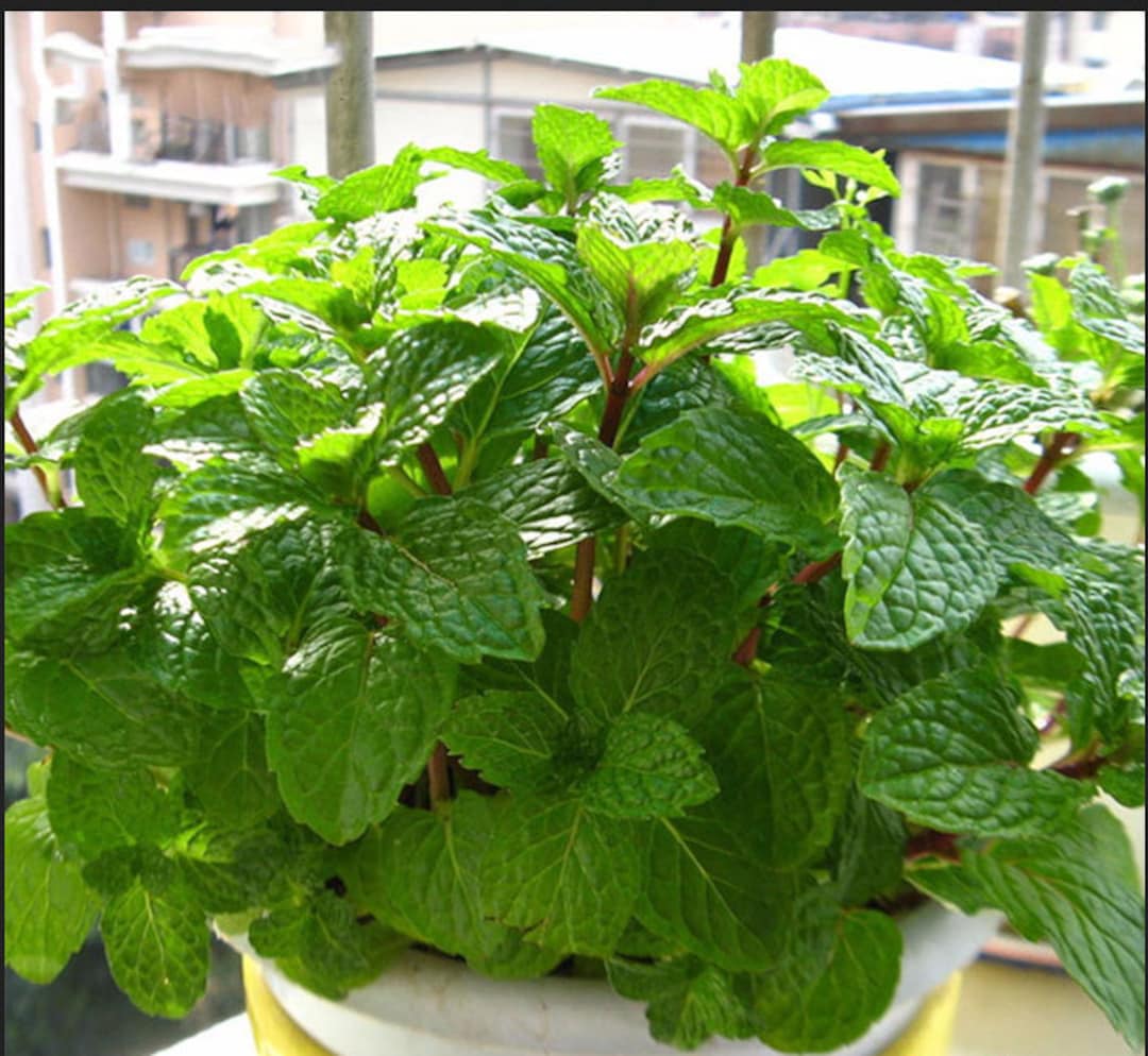 Asian Peppermint Seeds Húng Lủi | Non-gmo Heirloom - Etsy