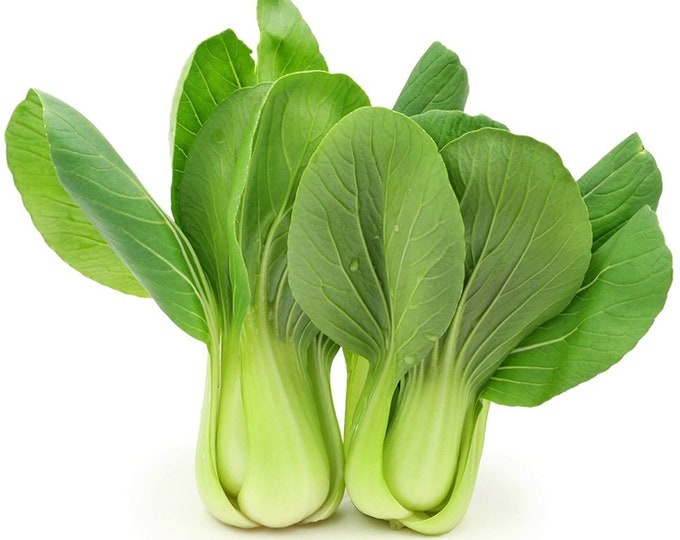 500 White Stem Baby Pak Choi Seeds, Nail Bai Cai, Dwarf Bok Choy, Asian ...