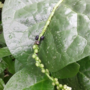 Organic Green Stem Malabar Spinach Alugbati Mong Toi Poi Sang Ceylon ...